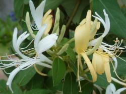 Lonicera japonica-Orlovi nokti beli cvet