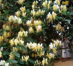 Lonicera japonica