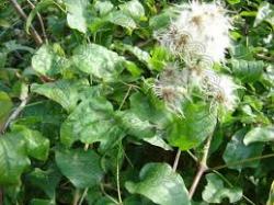 clematis vitalba-solomonova loza