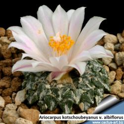 Ariocarpus kotschoubeyanus v. albiflorus - 10 semenki