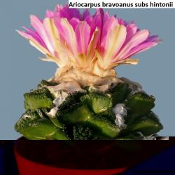 Ariocarpus bravoanus - 10 semenki