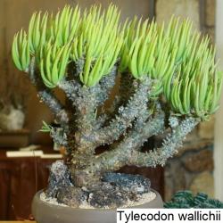 Tylecodon wallichii - 20 semenki