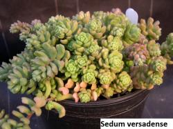 Sedum versadense - 20 semenki