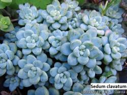 Sedum clavatum - 20 semenki