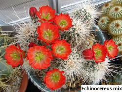 Echinocereus mix - 20 semenki