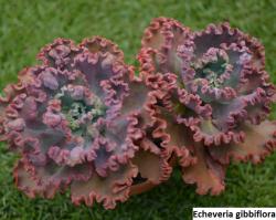 Echeveria gibbiflora - 20 semenki