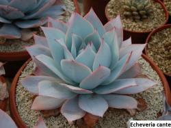 Echeveria cante - 20 semenki