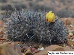 Copiapoa fiedleriana - 10 semenki