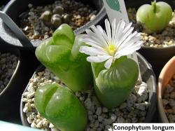 Conophytum longum - 20 semenki