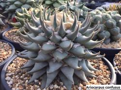 Ariocarpus confusus - 10 semenki