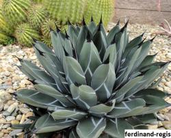 Agave ferdinandi-regis - 10 semenki