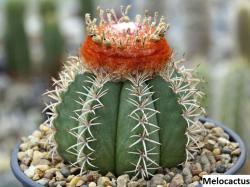 Melocactus matanzanus - 10 semenki