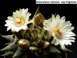 Ariocarpus retusus ssp trigonus - 10 semenki