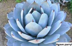 Agave parryi - 10 semenki