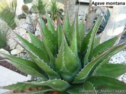 Agave montana - 10 semenki