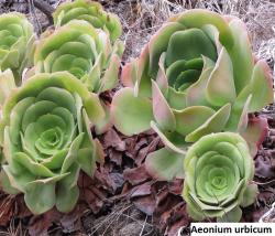 Aeonium urbicum - 20 semenki