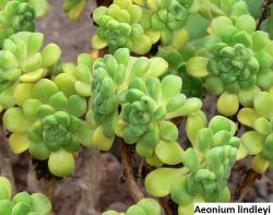 Aeonium lindleyi - 20 semenki