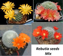 Rebutia mix - 20 semenki