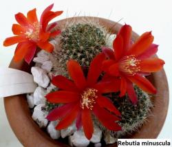 Rebutia minuscula /red flowers selection/ - 10 semenki