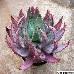 Aloe Peglerae - 5 semenki