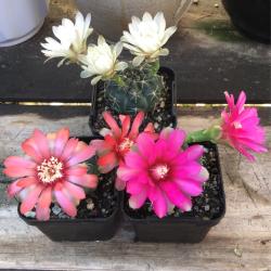 Gymnocalycium mix - 10 semenki