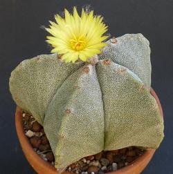 Astrophytum myriostigma - 10 semenki