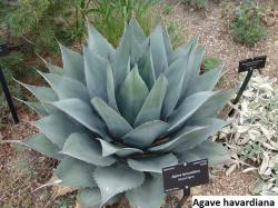 Agave havardiana - 10 semenki