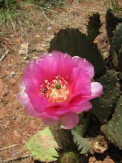 Opuntia kaktus - Opuncija Indijska smokva (seme)