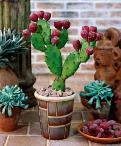 Opuntia kaktus - Opuncija Indijska smokva (seme)