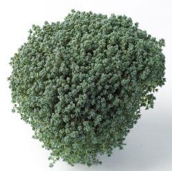 sedum zimzeleni sivi