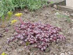 sedum spathfolium purpureum