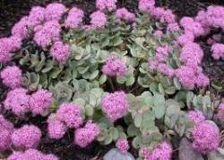 sedum sielboldii