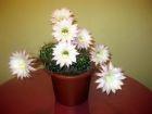 kaktus rozi okrugli-2kom