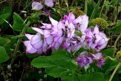 MUSKATNA ŽALFIJA (SALVIA SCLAREA) - 50 SEMENA