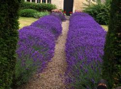 Lavanda Hidcote (tri sadnice)