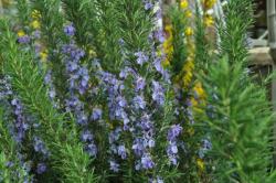 Rosmarinus officinalis - Ruzmarin (seme)