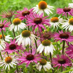 Echinacea angustifolia (seme)