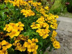 Meksicki estragon (seme) Tagetes lucida