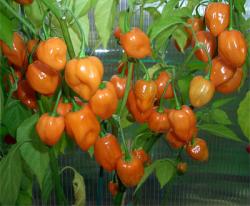Orange Habanero - Ljuta paprika (seme)