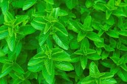 Divlja nana - Mentha Spicata spermint (seme)