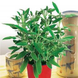 Zalfija - Salvia officinalis (seme)