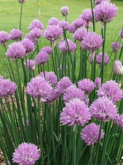 Allium schoenoprasum - Luk vlasac (seme)