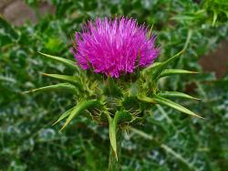 Sikavica (seme) Silybium marianum