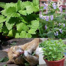 Macina trava ( Nepeta cataria )