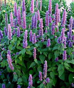 Koreanska nana (Agastache rugosa)