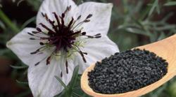 Nigella sativa (seme) Čurukot Crni kumin