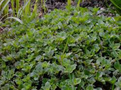 Origanum