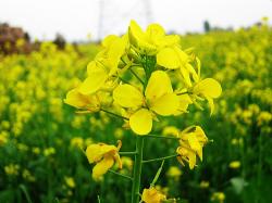 Brassica nigra (seme) Crna slačica