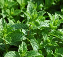 Mentha spicata