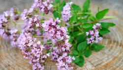 Divlji origano (seme) - Origanum vulgare